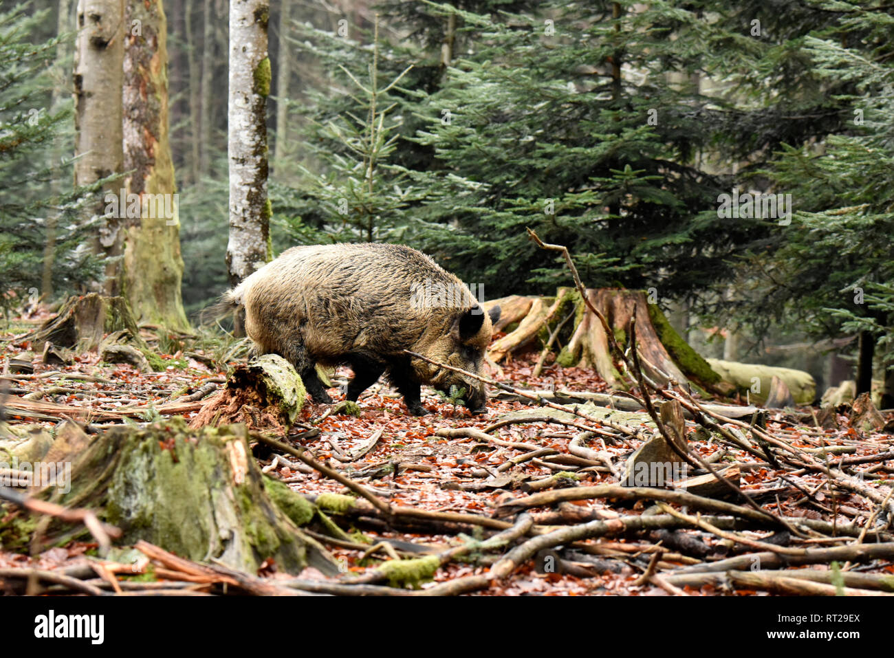 Pigs, beech mast, beech forest, real pigs, cloven-hoofed animals, sow ...