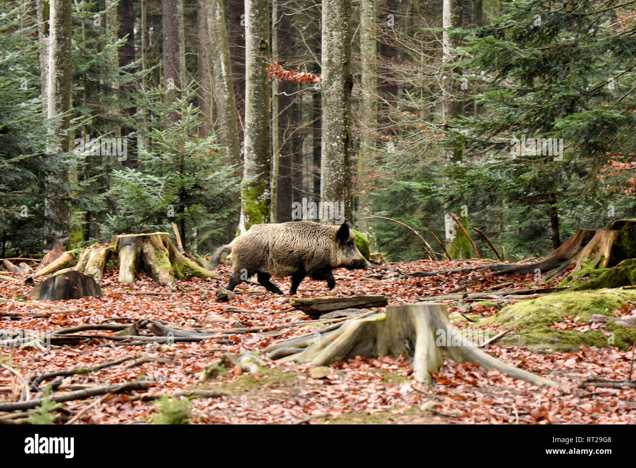 Pigs, beech mast, beech forest, real pigs, cloven-hoofed animals, sow ...