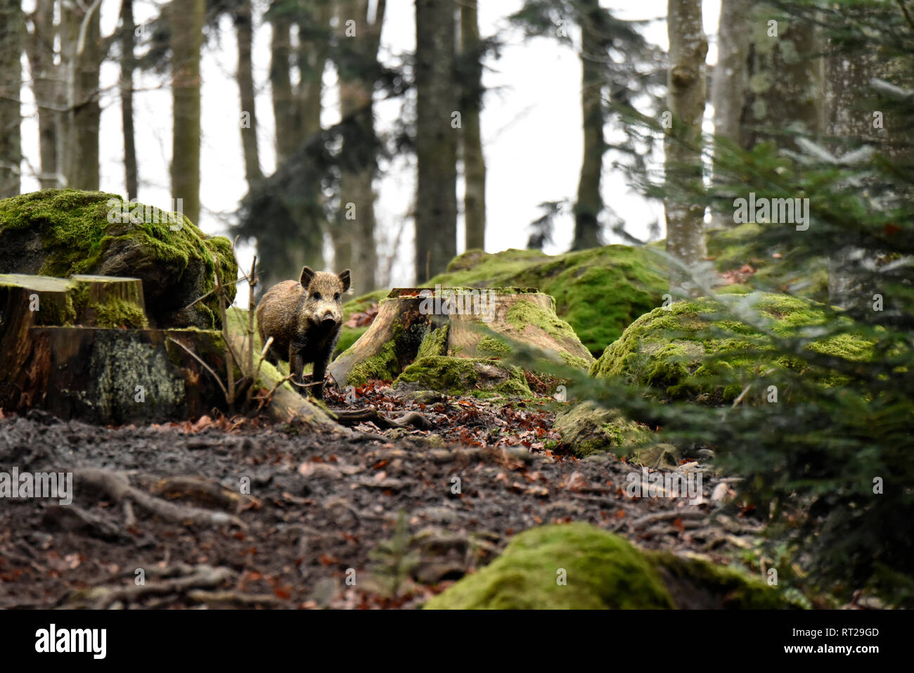Pigs, beech mast, beech forest, real pigs, cloven-hoofed animals, sow ...