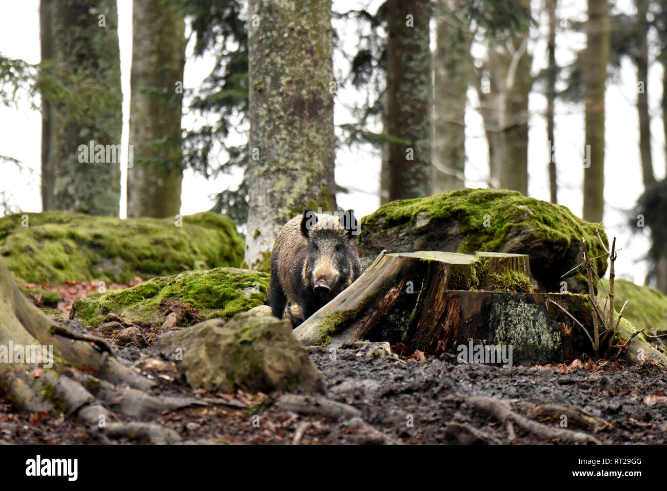 Pigs, beech mast, beech forest, real pigs, cloven-hoofed animals, sow ...