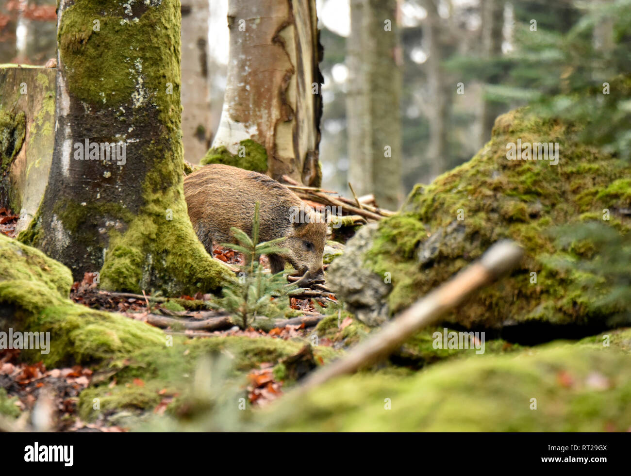 Pigs, beech mast, beech forest, real pigs, cloven-hoofed animals, sow ...