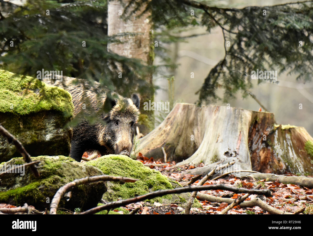 Pigs, beech mast, beech forest, real pigs, cloven-hoofed animals, sow ...