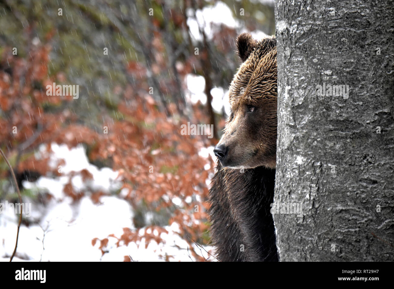 Brown bear, brown bear, bear, bear, local game, Endemically, European ...
