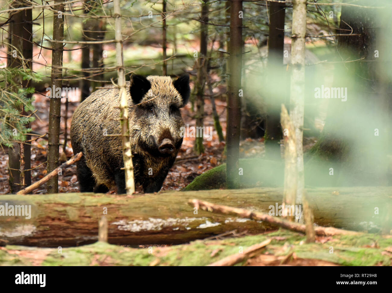 Pigs, beech mast, beech forest, real pigs, cloven-hoofed animals, sow ...
