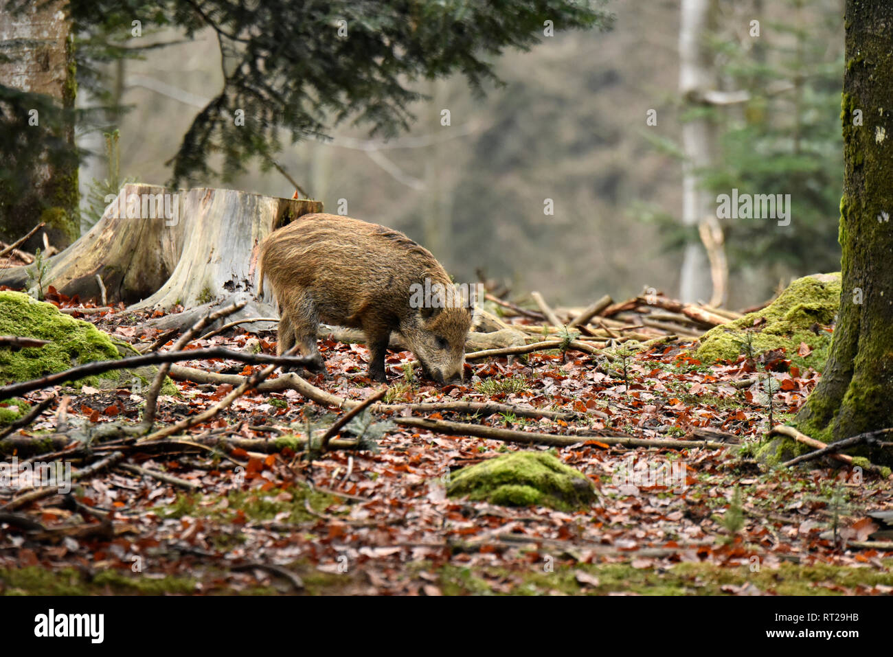 Pigs, beech mast, beech forest, real pigs, cloven-hoofed animals, sow ...