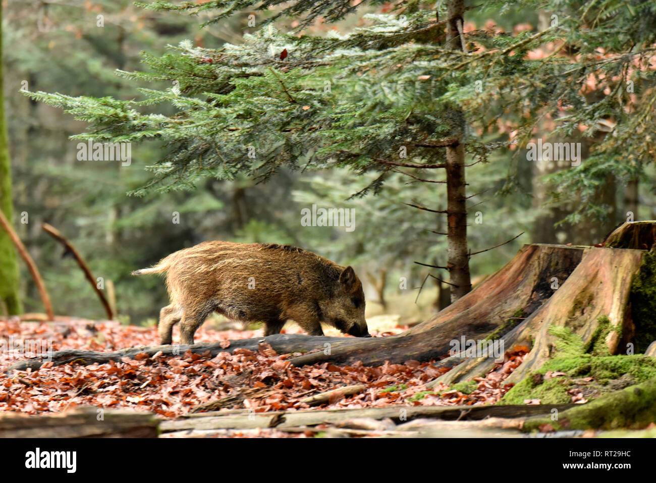 Pigs, beech mast, beech forest, real pigs, cloven-hoofed animals, sow ...