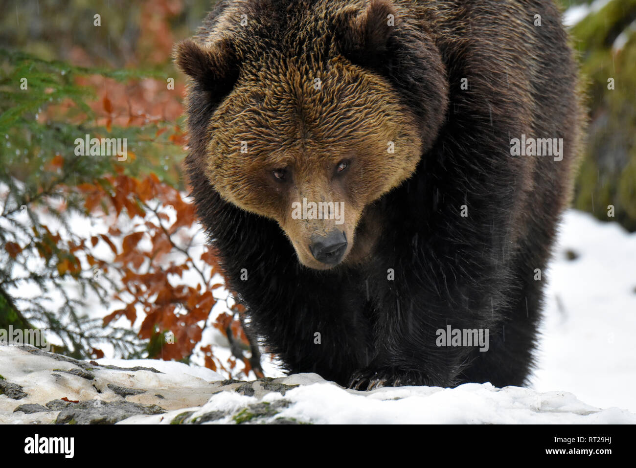 Brown bear, brown bear, bear, bear, local game, Endemically, European ...