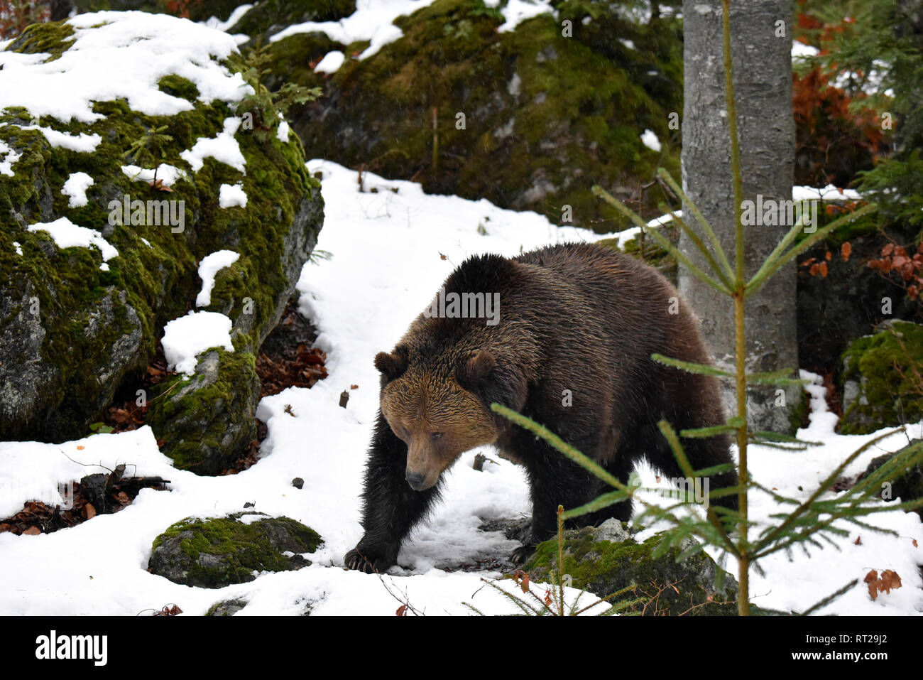 Brown bear, brown bear, bear, bear, local game, Endemically, European ...