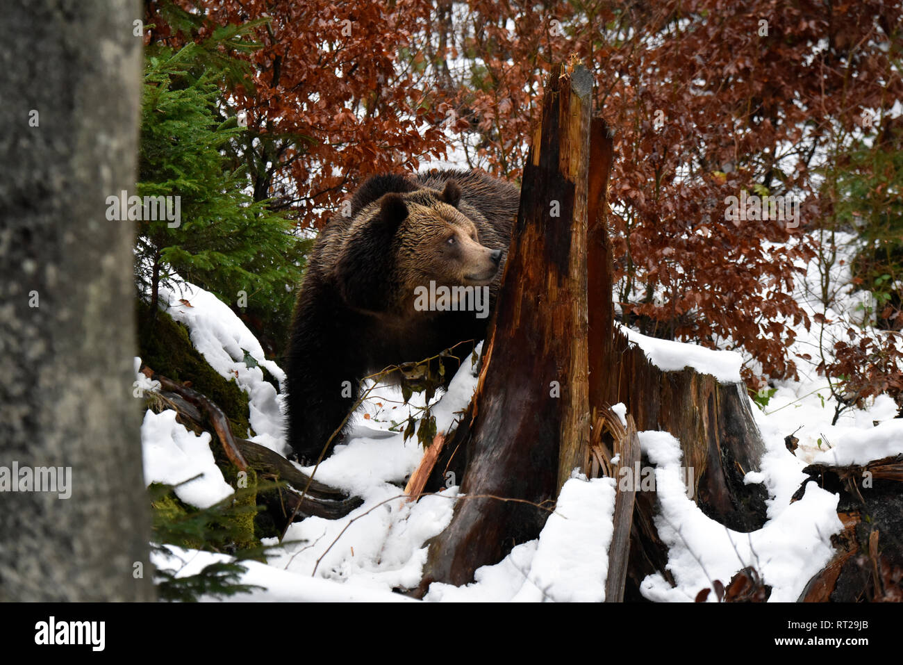 Brown bear, brown bear, bear, bear, local game, Endemically, European ...