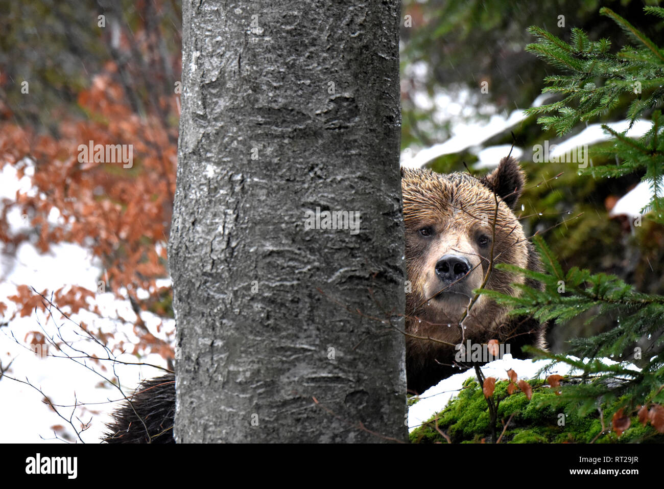 Brown bear, brown bear, bear, bear, local game, Endemically, European ...