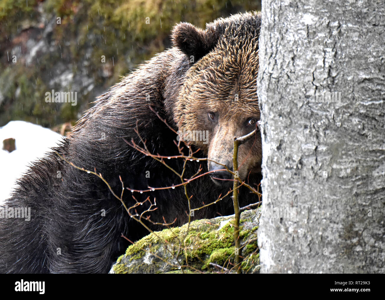 Brown bear, brown bear, bear, bear, local game, Endemically, European ...