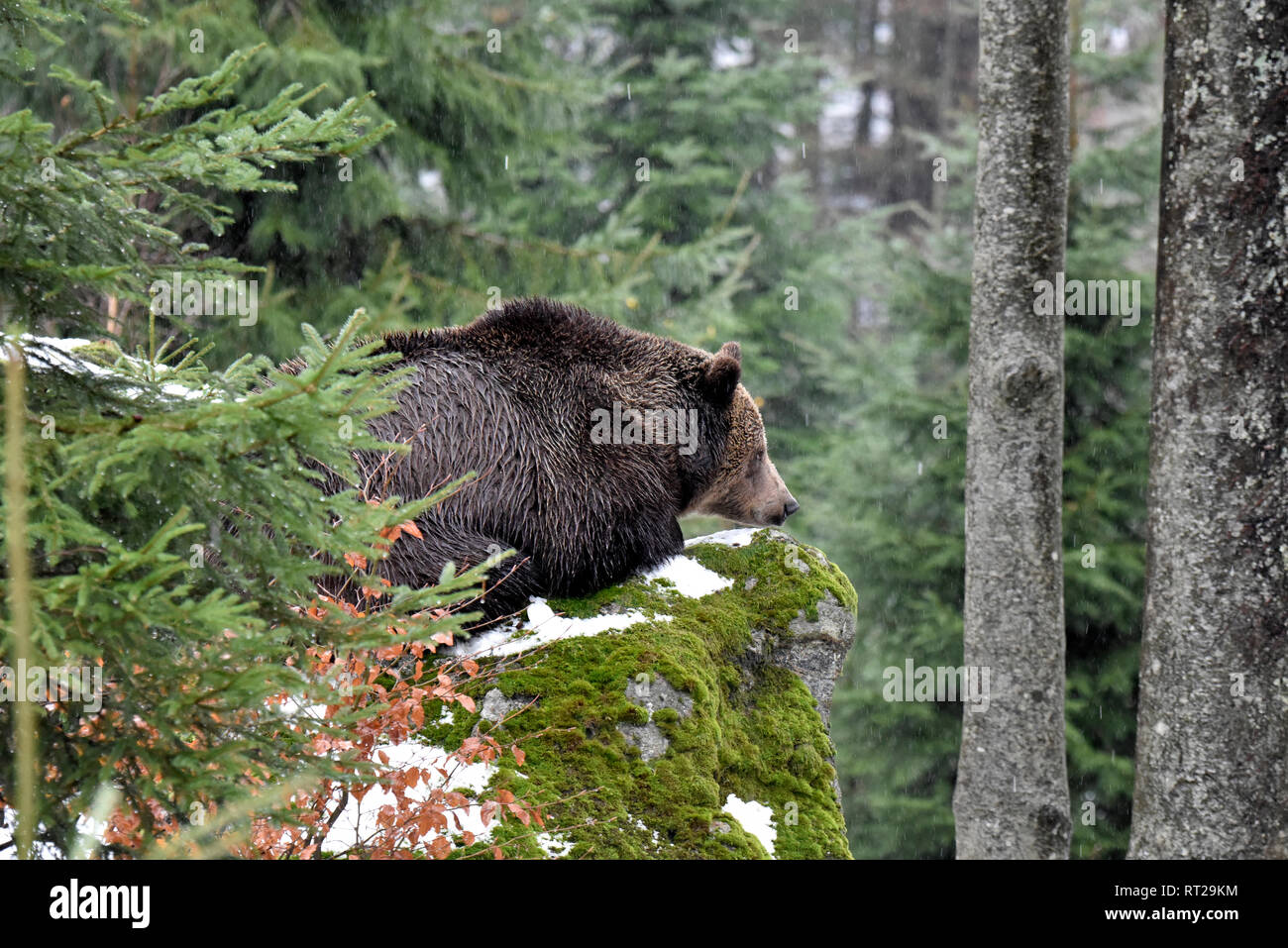 Brown bear, brown bear, bear, bear, local game, Endemically, European ...