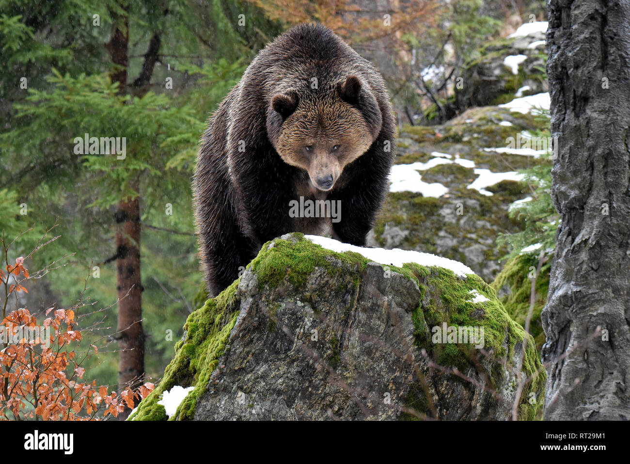 Brown bear, brown bear, bear, bear, local game, Endemically, European ...