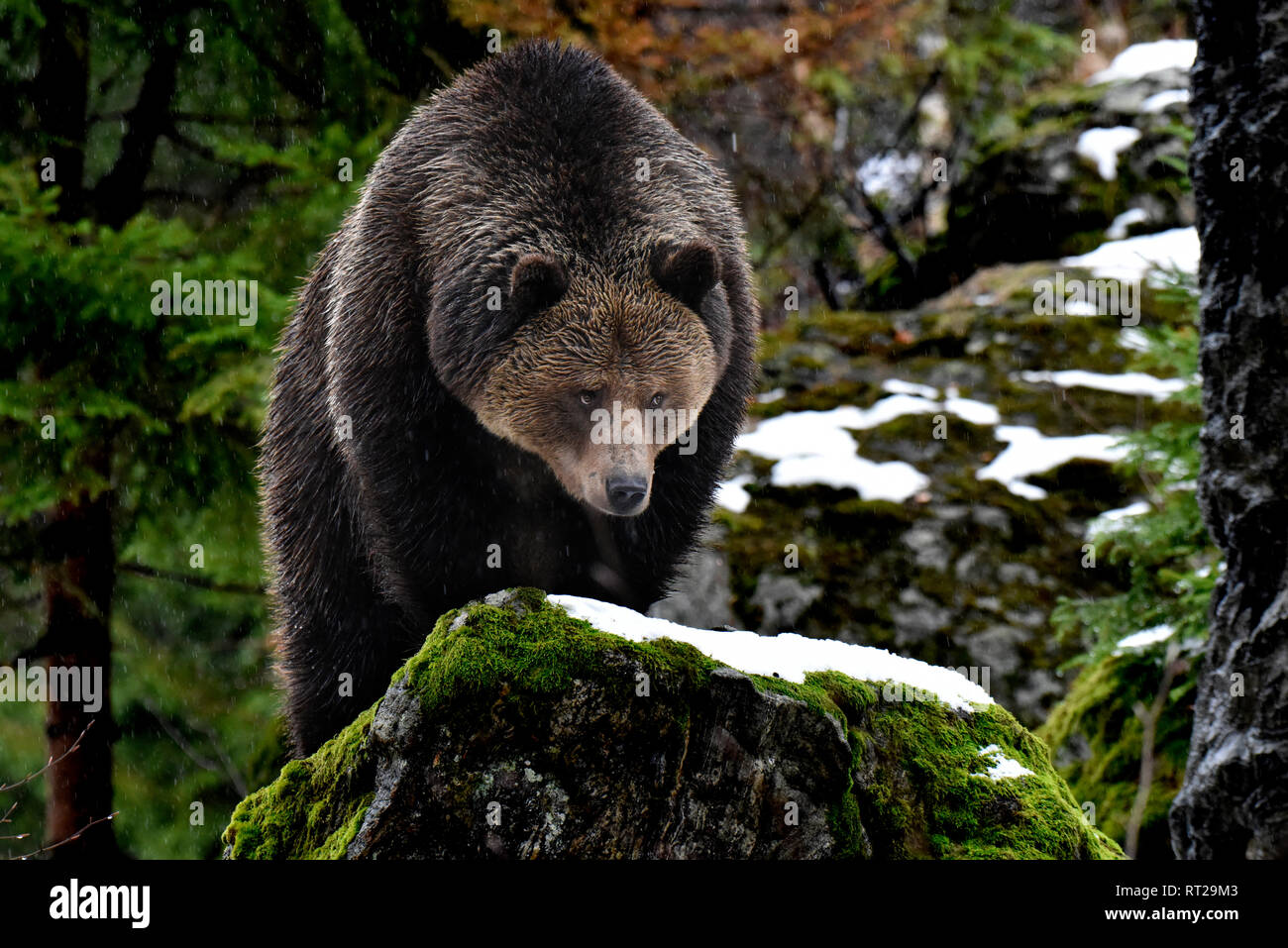 Brown bear, brown bear, bear, bear, local game, Endemically, European ...