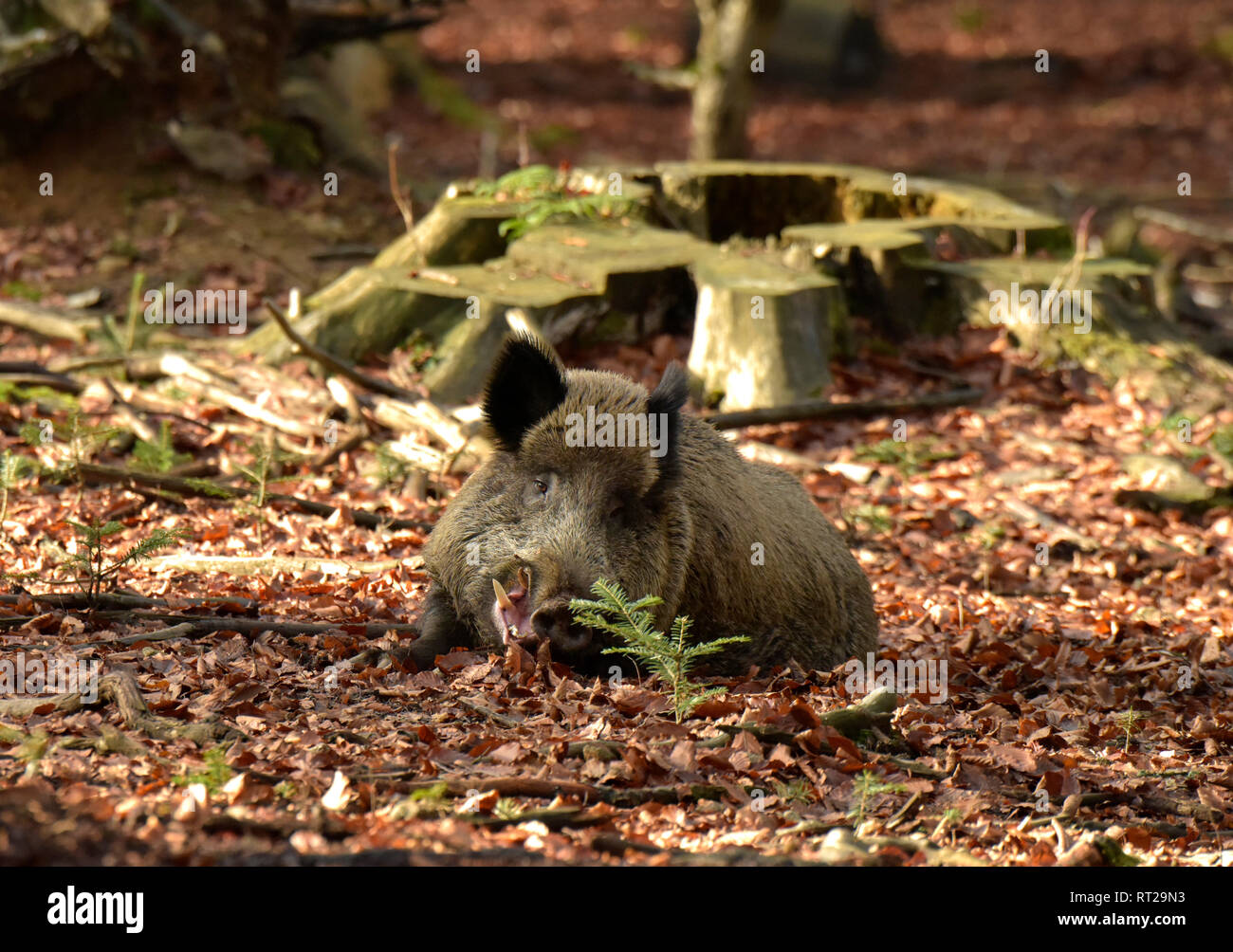 Pigs, beech mast, beech forest, real pigs, cloven-hoofed animals, sow ...