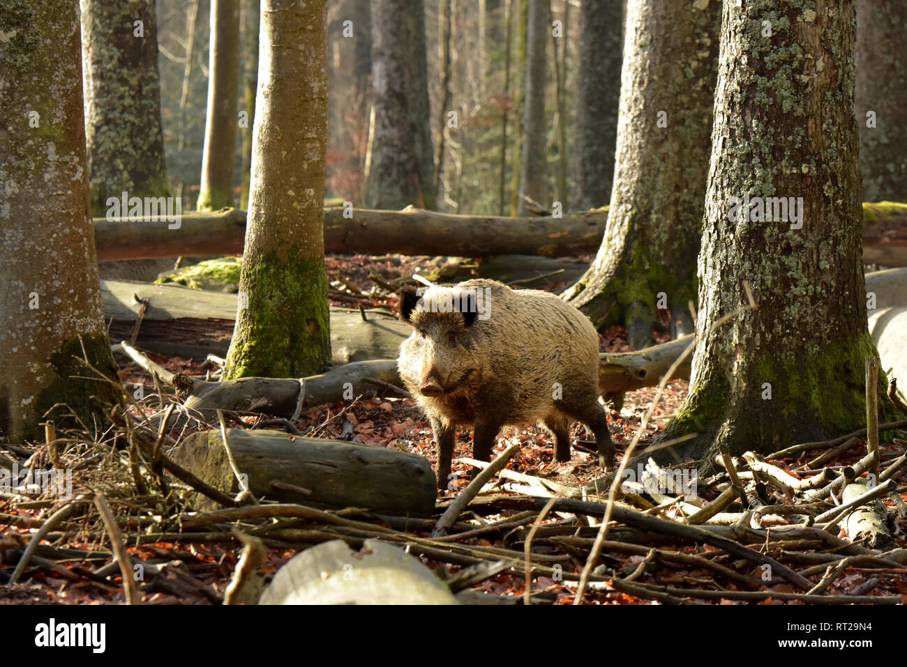 Pigs, beech mast, beech forest, real pigs, cloven-hoofed animals, sow ...