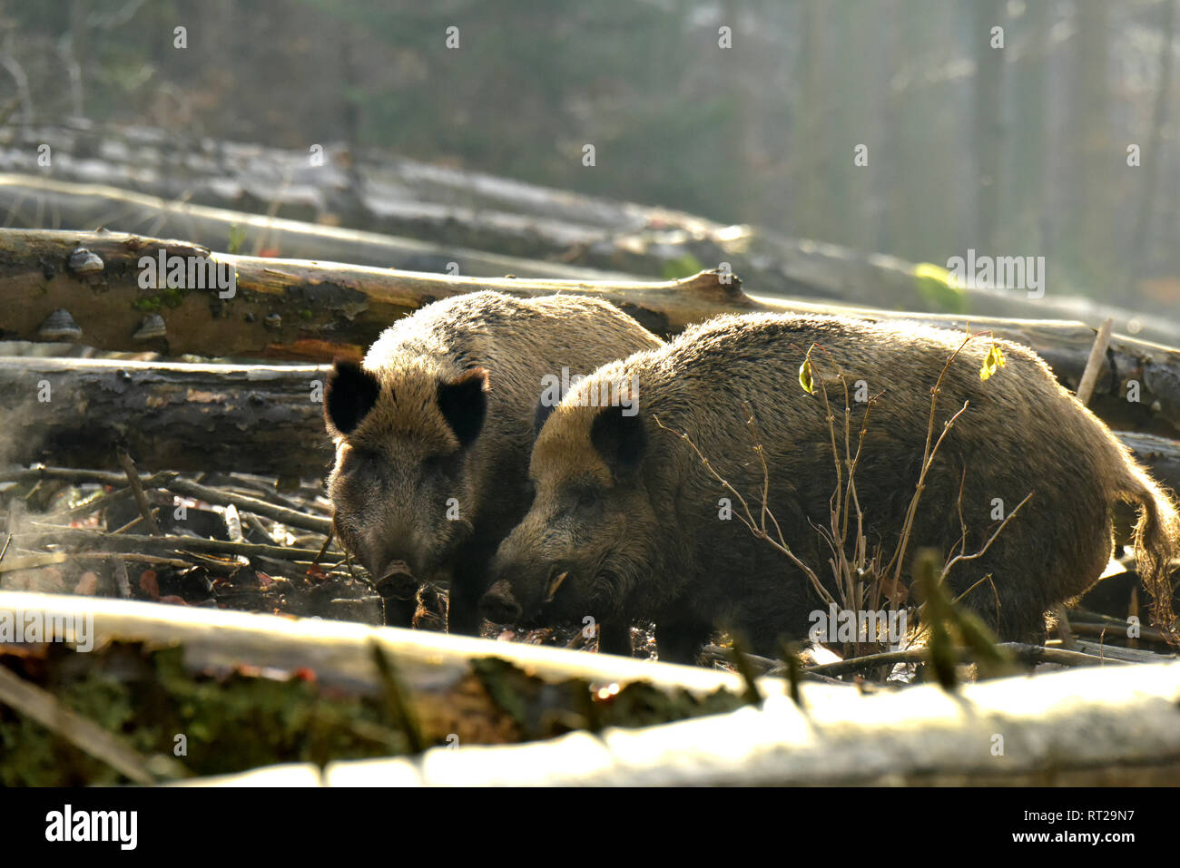 Pigs, beech mast, beech forest, real pigs, cloven-hoofed animals, sow ...