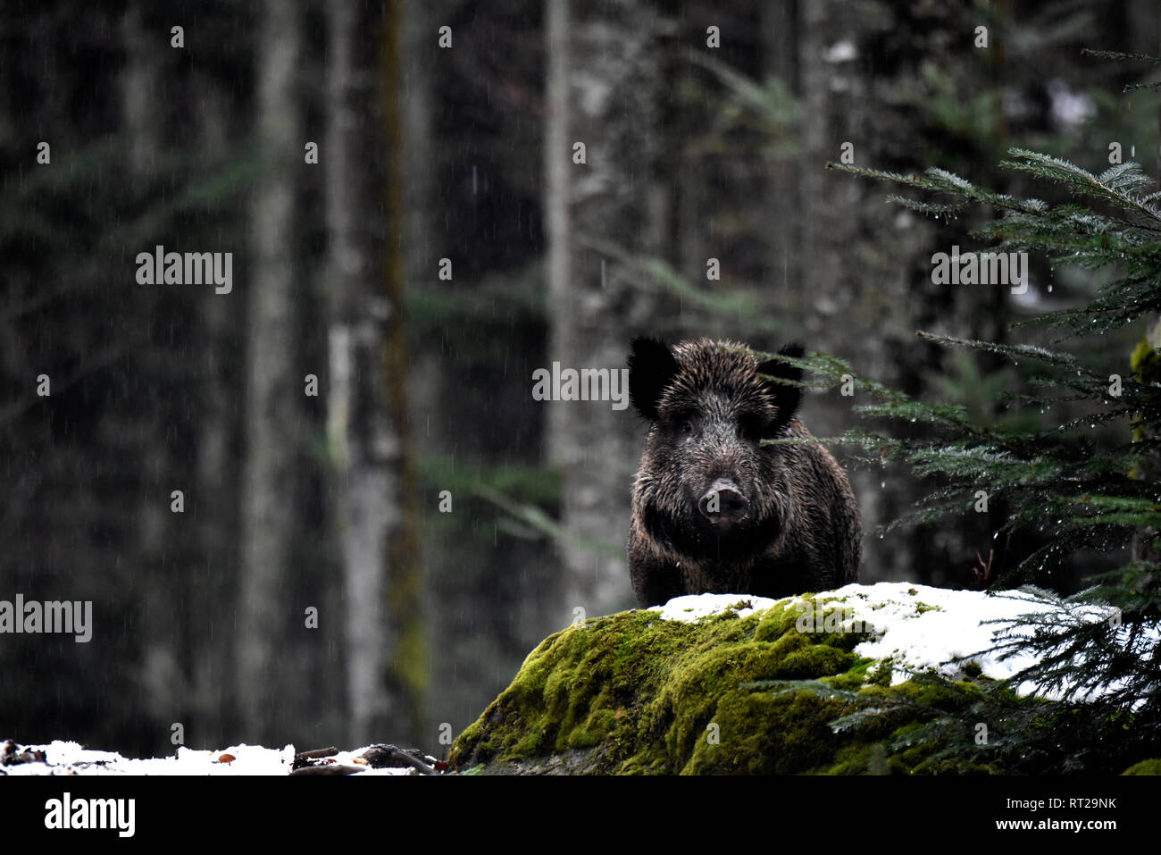 Pigs, beech mast, beech forest, real pigs, cloven-hoofed animals, sow ...