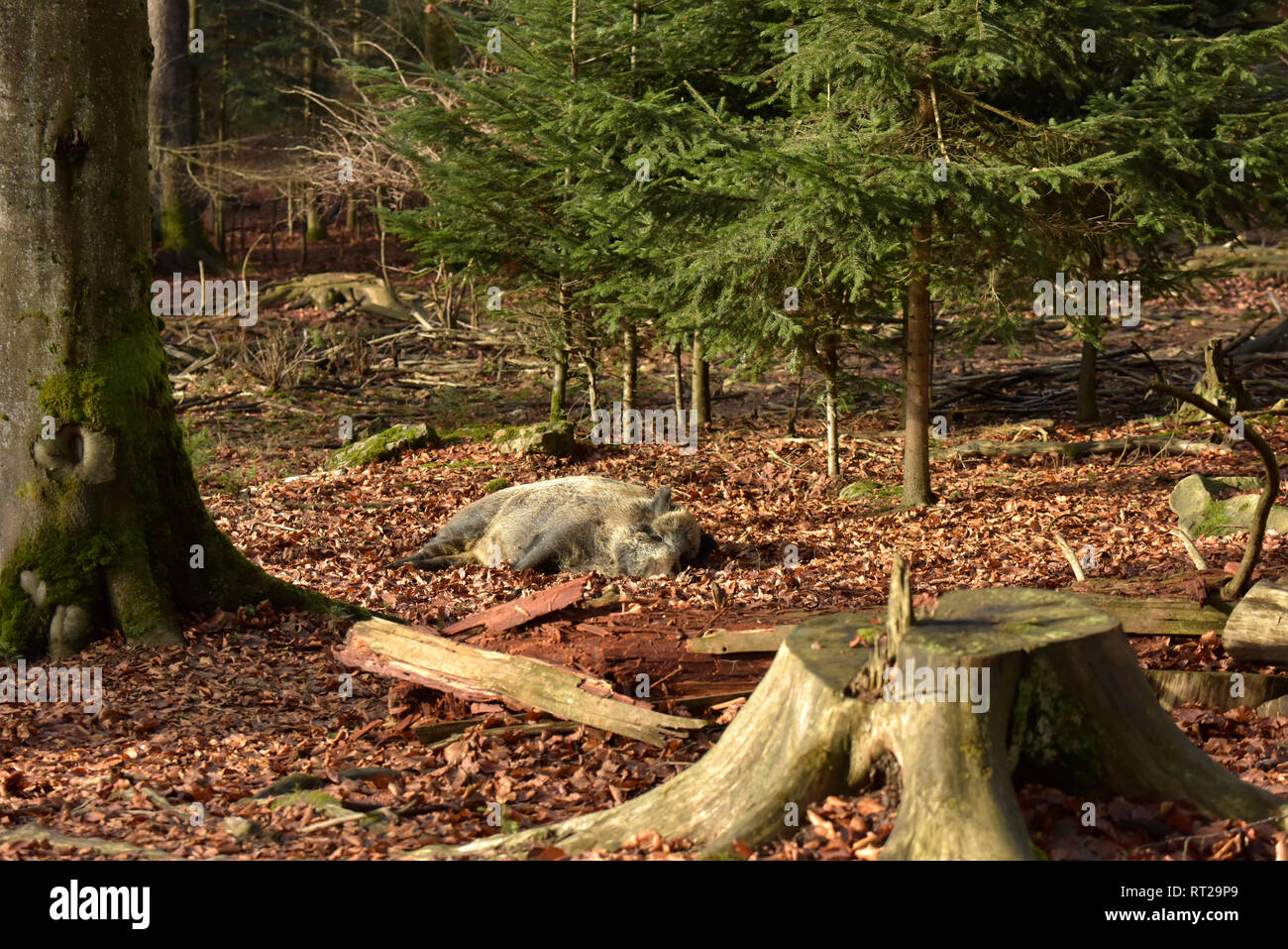 Pigs, beech mast, beech forest, real pigs, cloven-hoofed animals, sow ...
