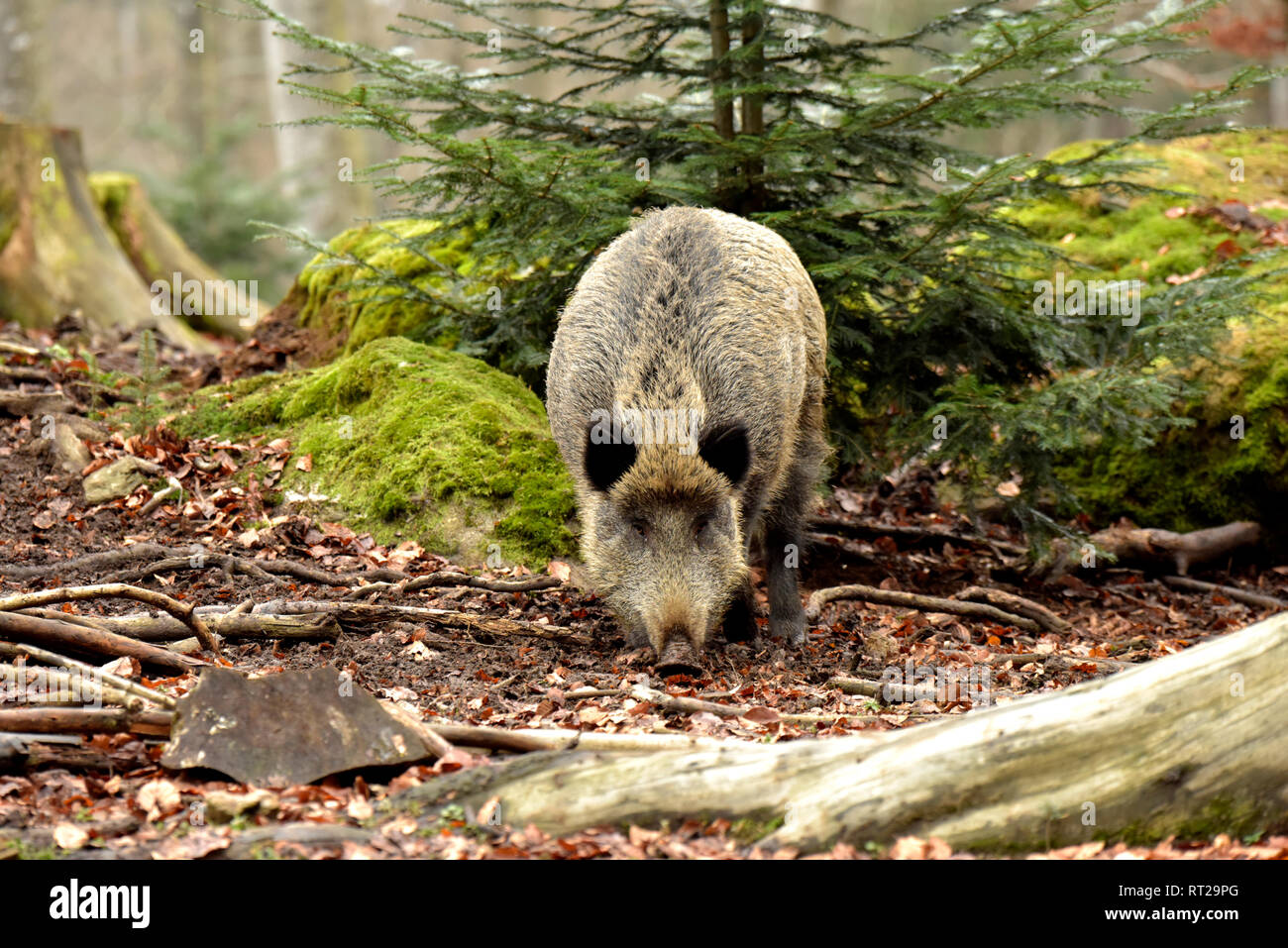 Pigs, beech mast, beech forest, real pigs, cloven-hoofed animals, sow ...