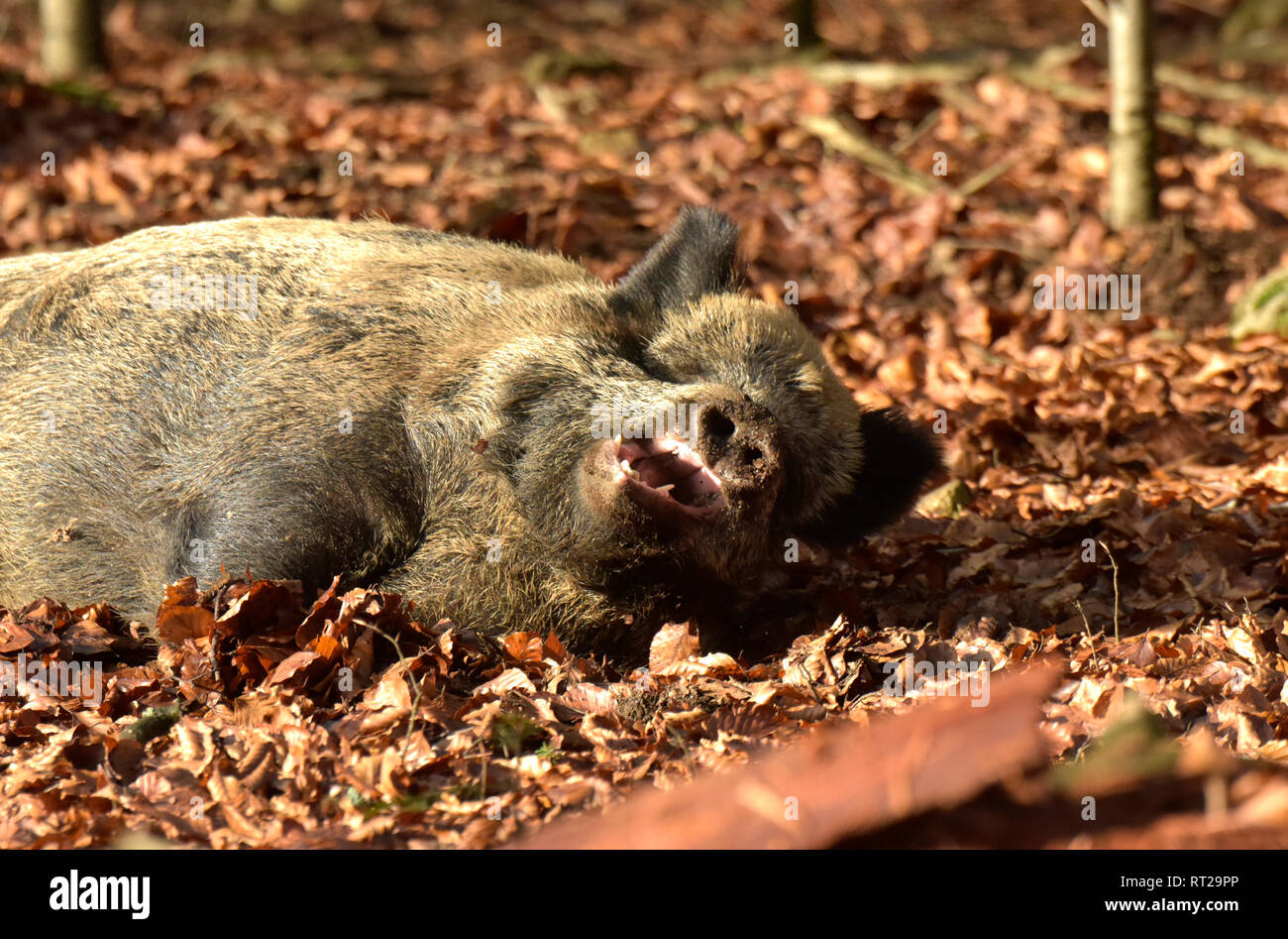 Pigs, beech mast, beech forest, real pigs, cloven-hoofed animals, sow ...