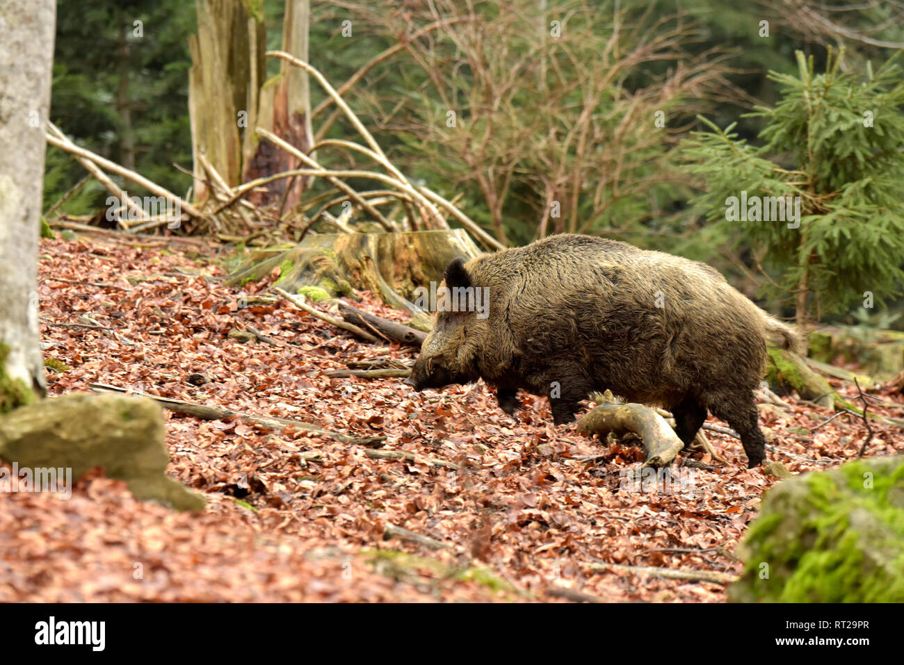 Pigs, beech mast, beech forest, real pigs, cloven-hoofed animals, sow ...