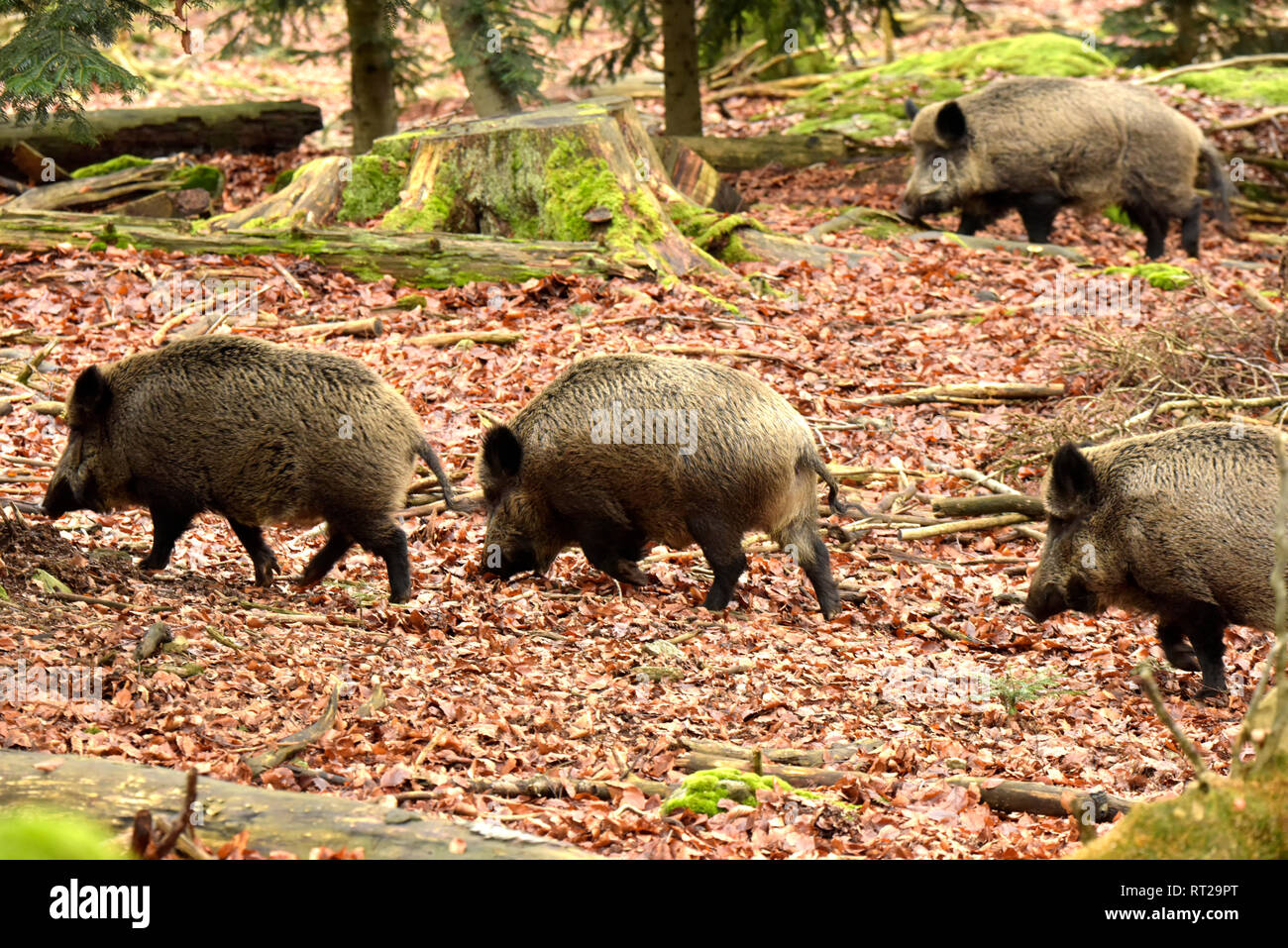 Pigs, beech mast, beech forest, real pigs, cloven-hoofed animals, sow ...
