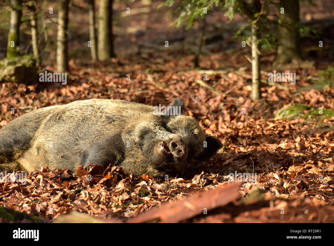 Pigs, beech mast, beech forest, real pigs, cloven-hoofed animals, sow ...