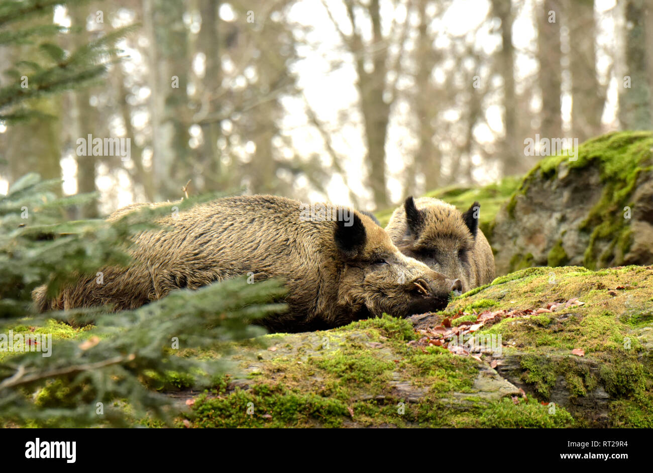 Pigs, beech mast, beech forest, real pigs, cloven-hoofed animals, sow ...