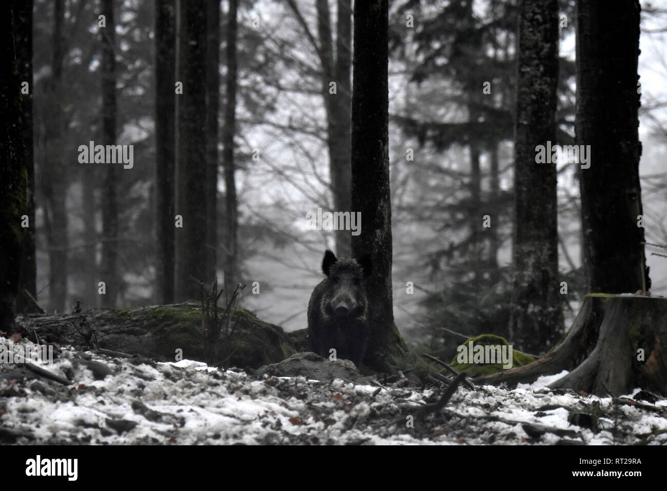 Pigs, beech mast, beech forest, real pigs, cloven-hoofed animals, sow ...