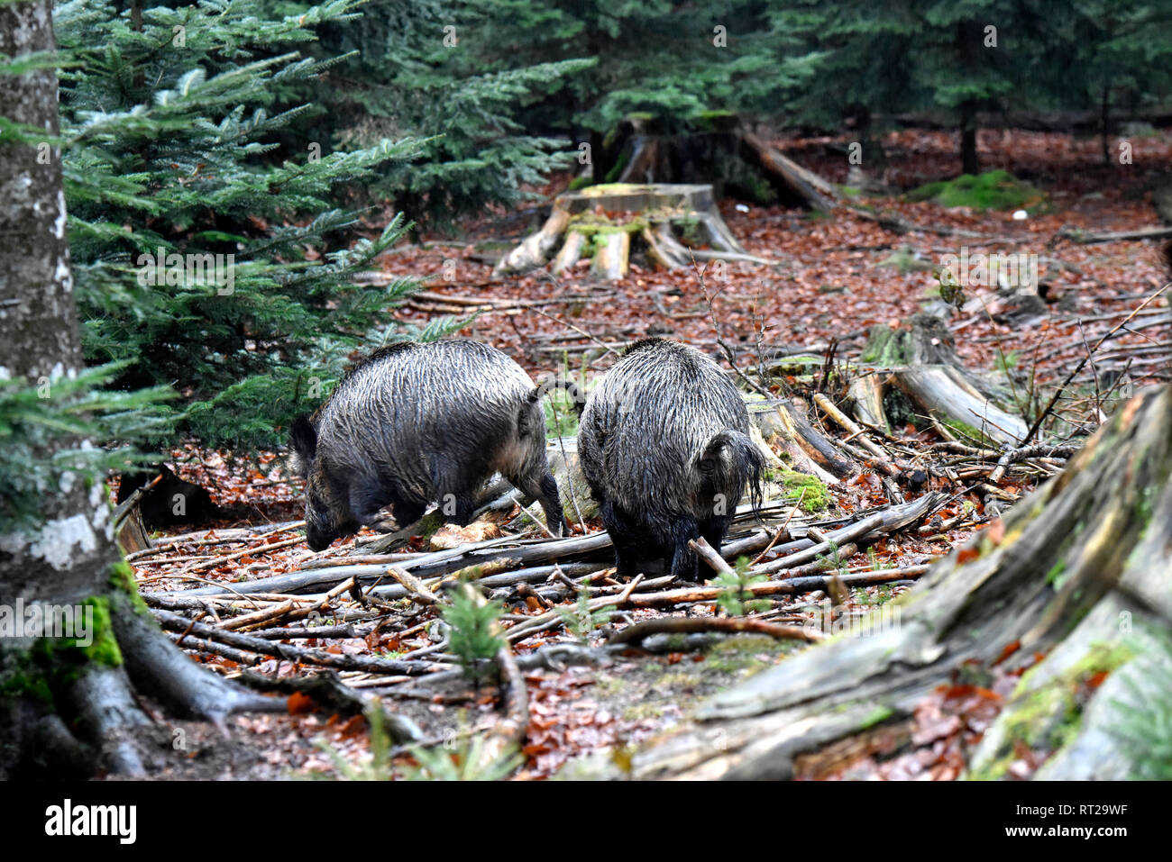 Pigs, beech mast, beech forest, real pigs, cloven-hoofed animals, sow ...