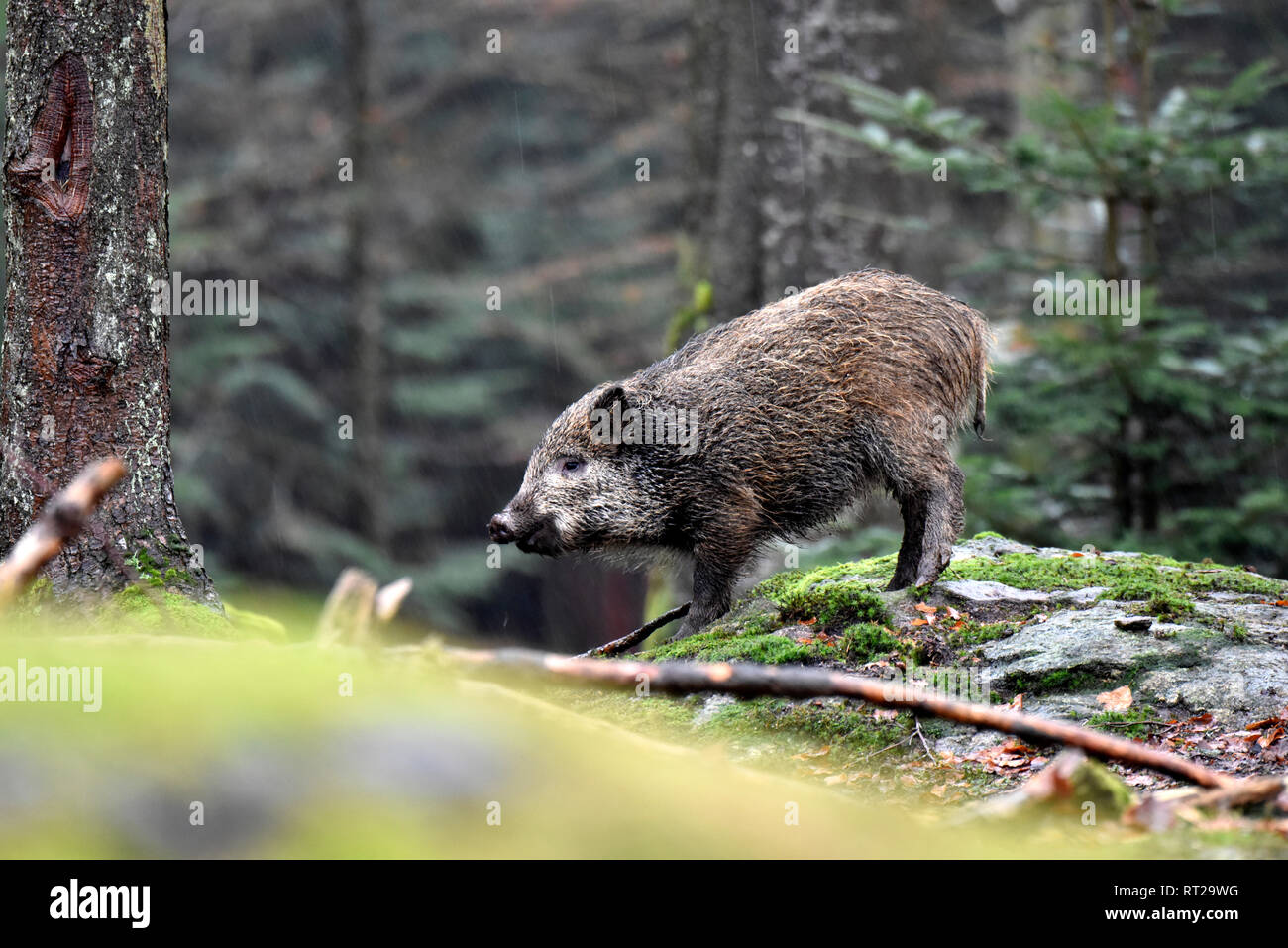 Pigs, beech mast, beech forest, real pigs, cloven-hoofed animals, sow ...