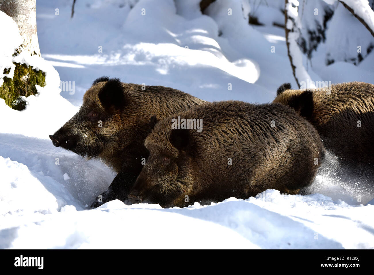 Pigs, real pigs, endemic animal species, cloven-hoofed animal, sow ...
