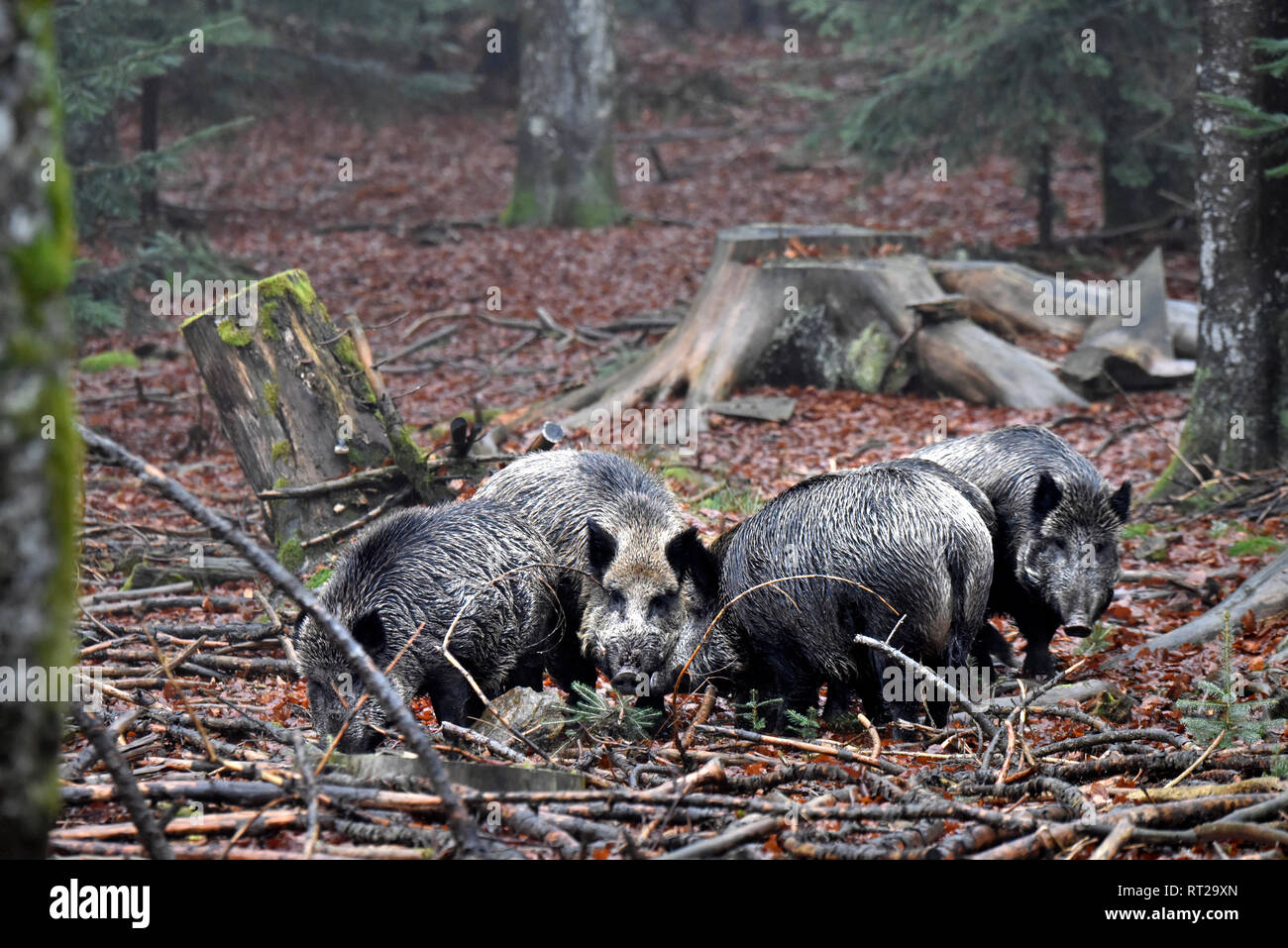 Pigs, beech mast, beech forest, real pigs, cloven-hoofed animals, sow ...