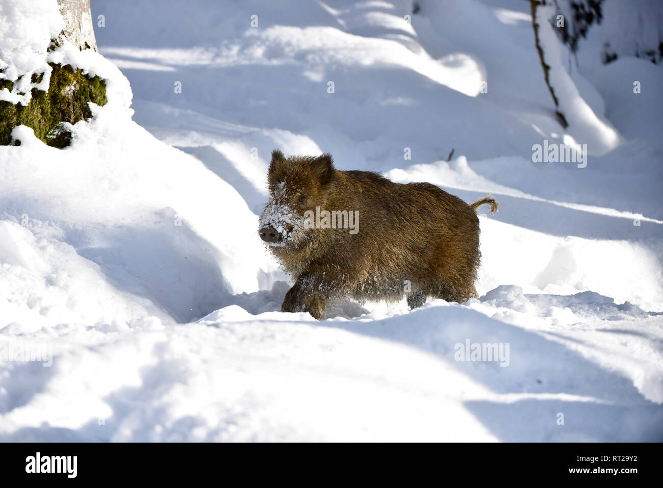 Pigs, real pigs, endemic animal species, cloven-hoofed animal, sow ...