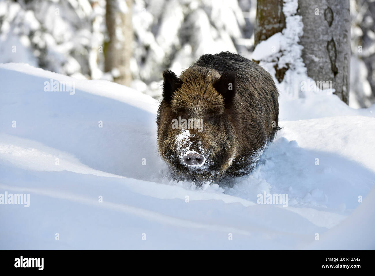 Pigs, real pigs, endemic animal species, cloven-hoofed animal, sow ...