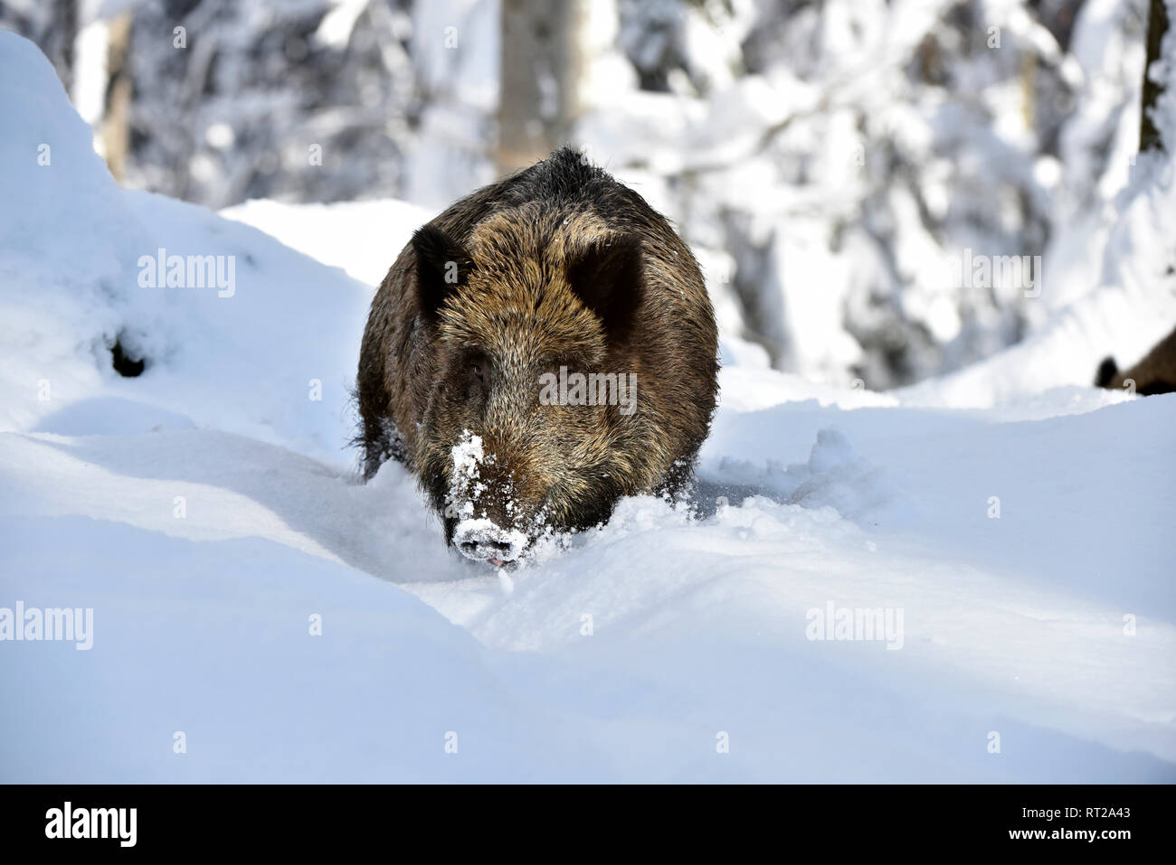 Pigs, real pigs, endemic animal species, cloven-hoofed animal, sow ...