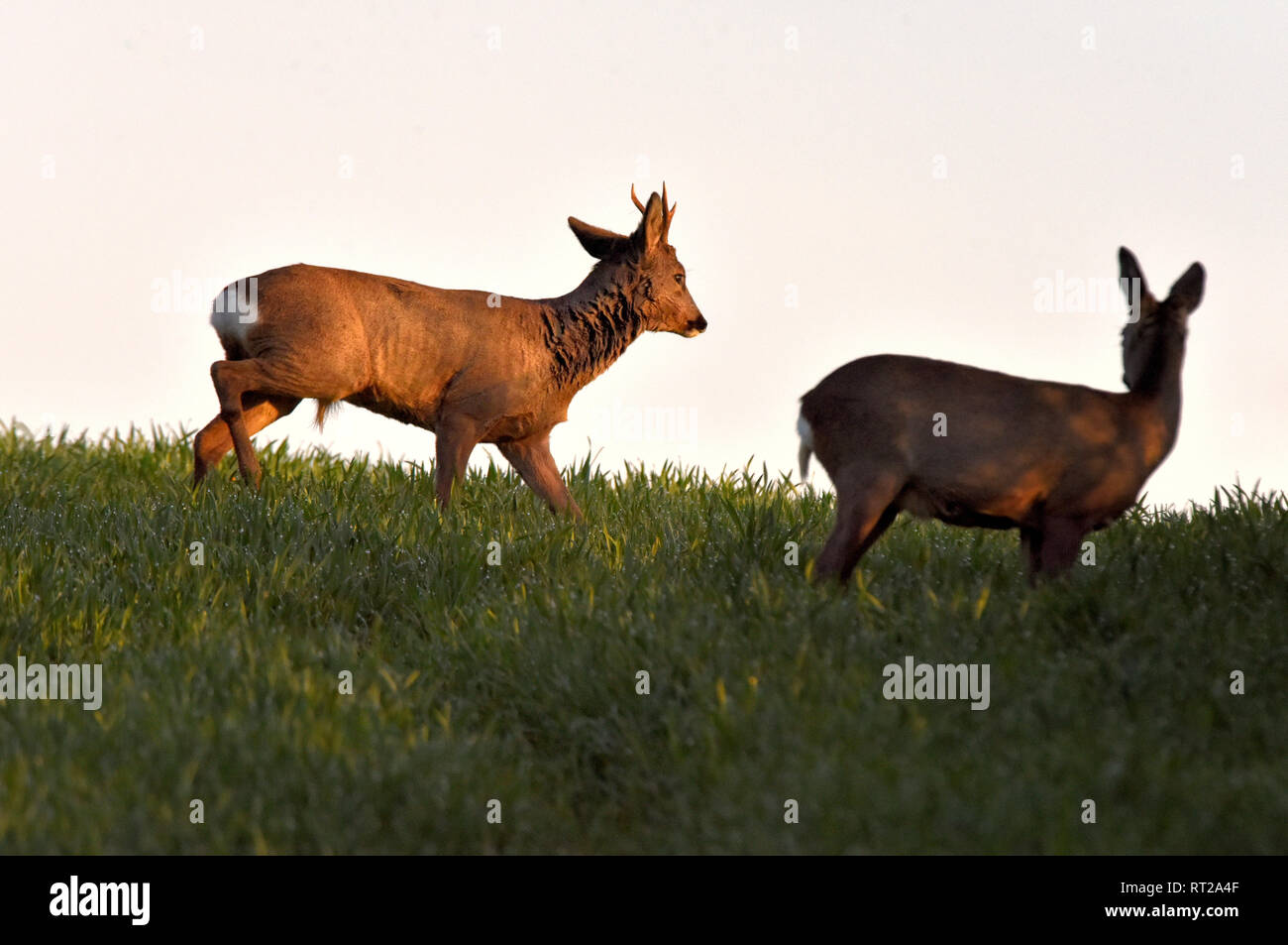 Capreolus capreolus, field roe deer, spring, nature, cloven-hoofed ...