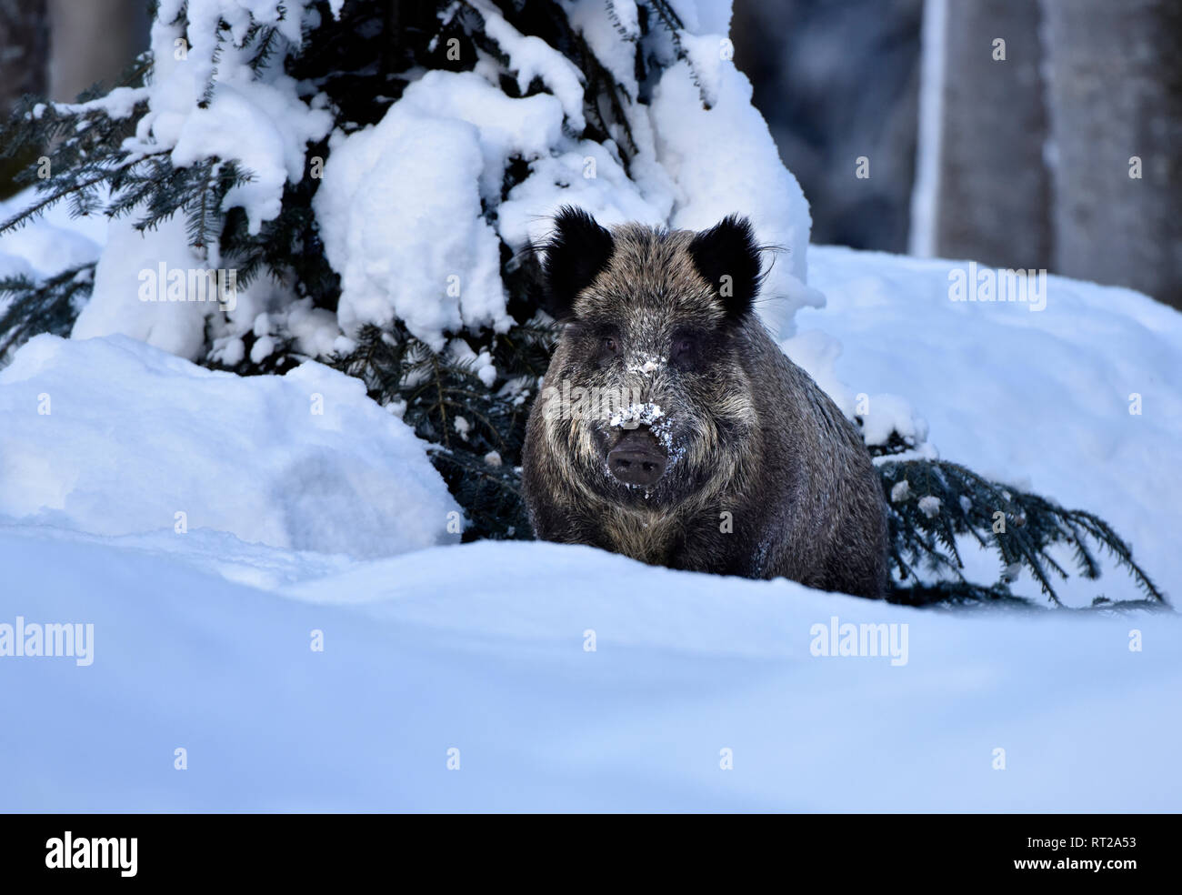 Pigs, real pigs, endemic animal species, cloven-hoofed animal, sow ...