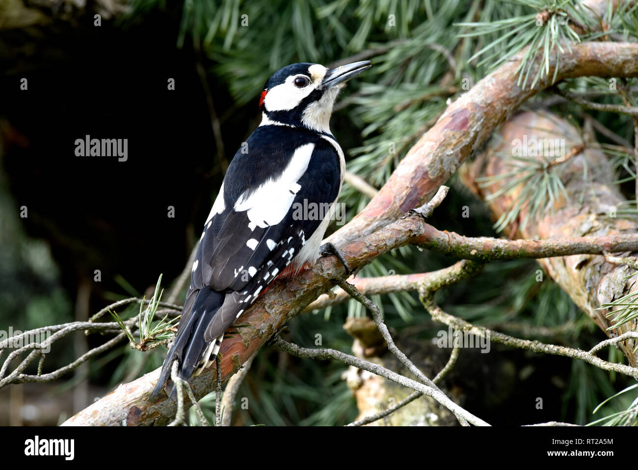 Spotted woodpecker, spotted woodpecker in the spring, spotted ...