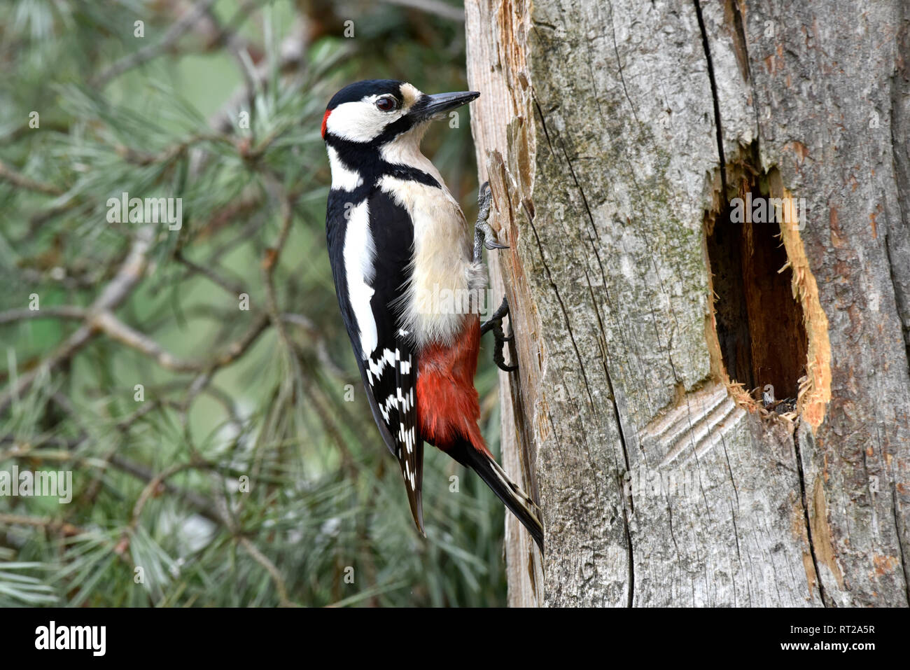 Spotted woodpecker, spotted woodpecker in the spring, spotted ...
