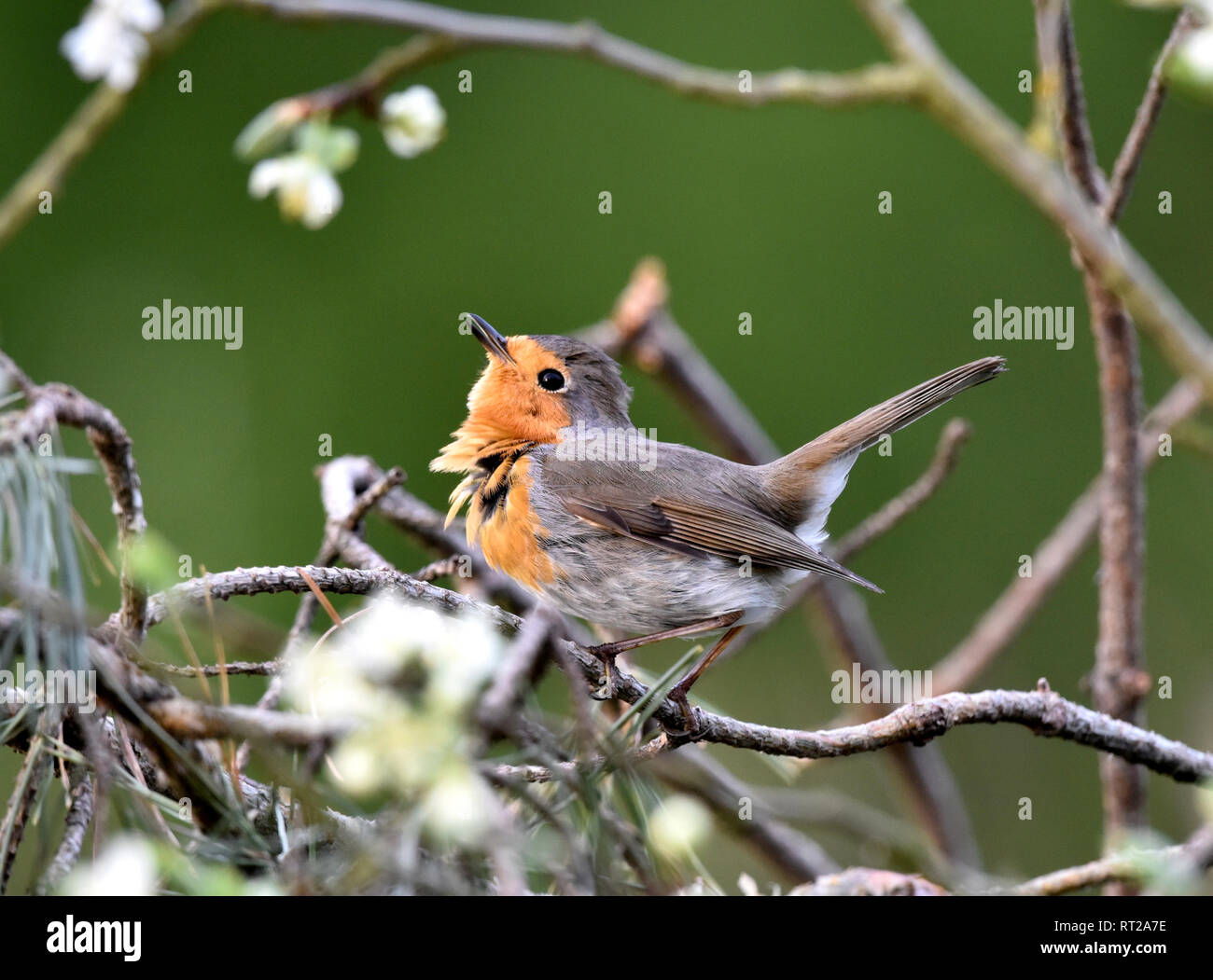 Garden redbreast hi-res stock photography and images - Alamy