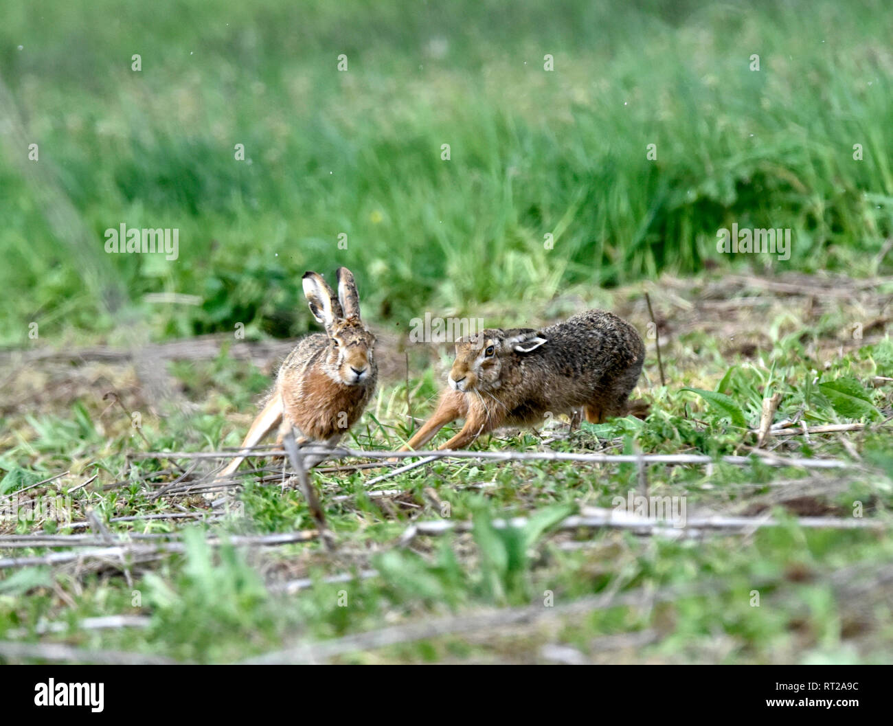 The crooked, field hare, field hare, free living person animals, hare ...
