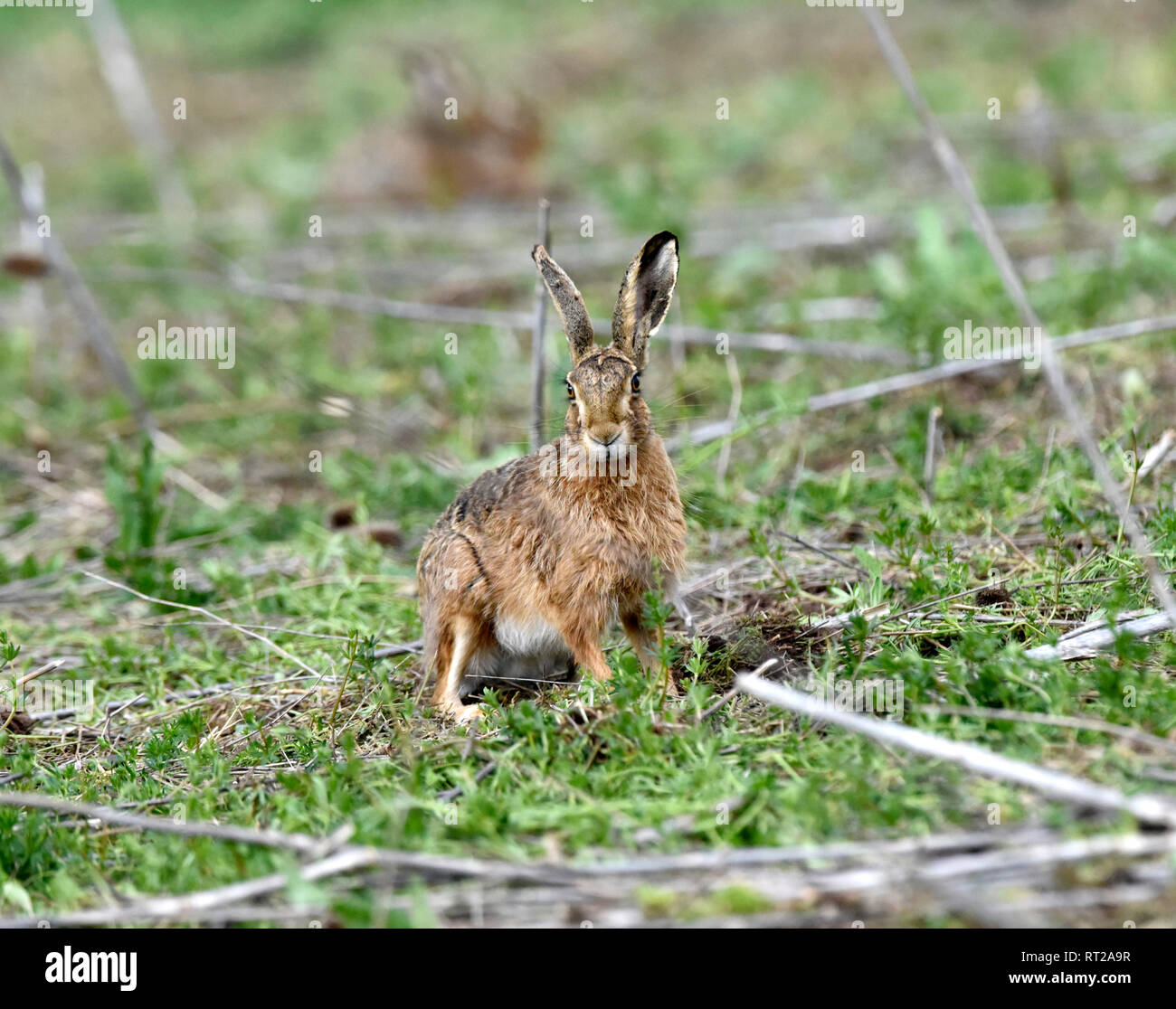 The crooked, field hare, field hare, free living person animals, hare ...