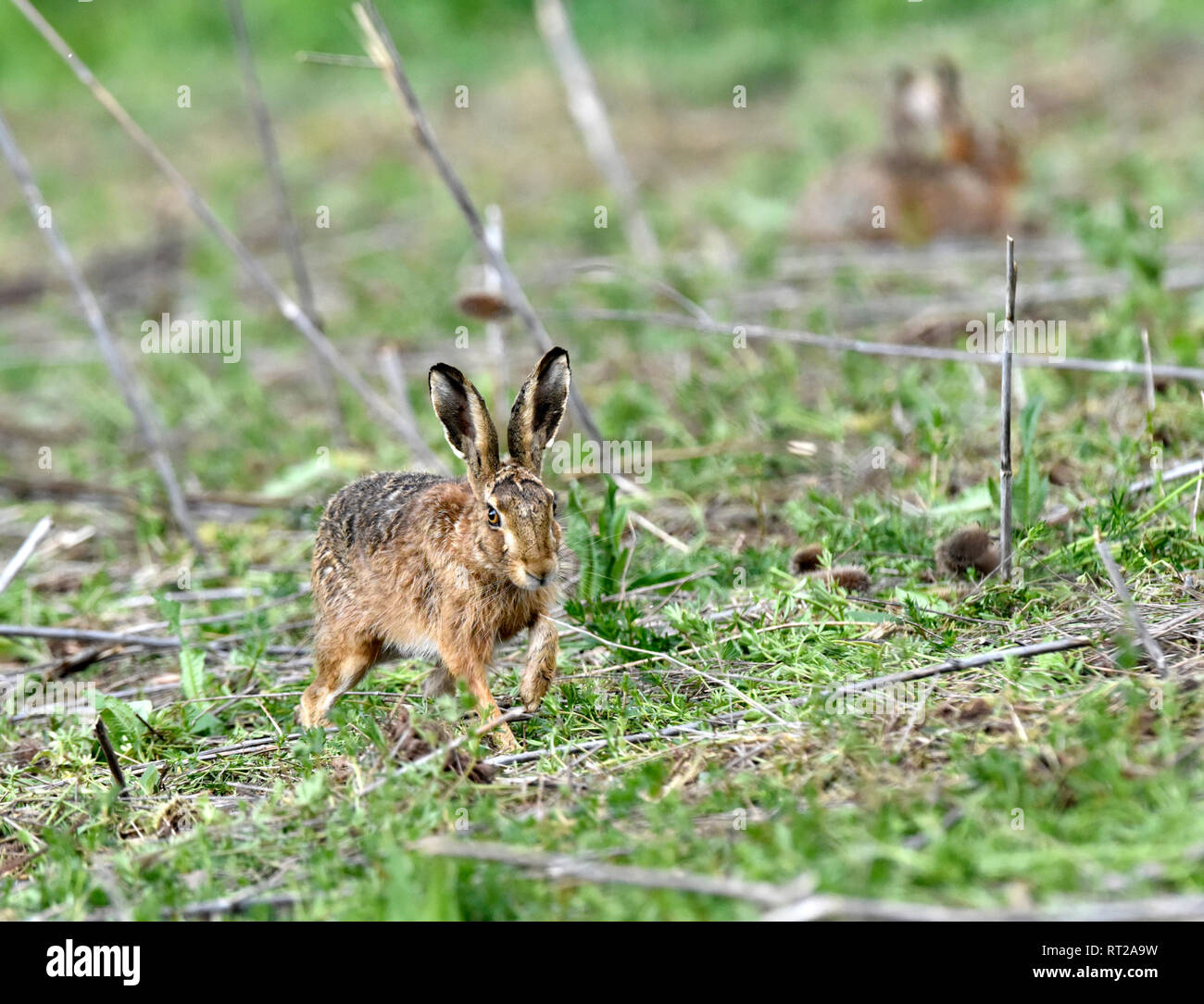 Hares at the mating season hi-res stock photography and images - Alamy