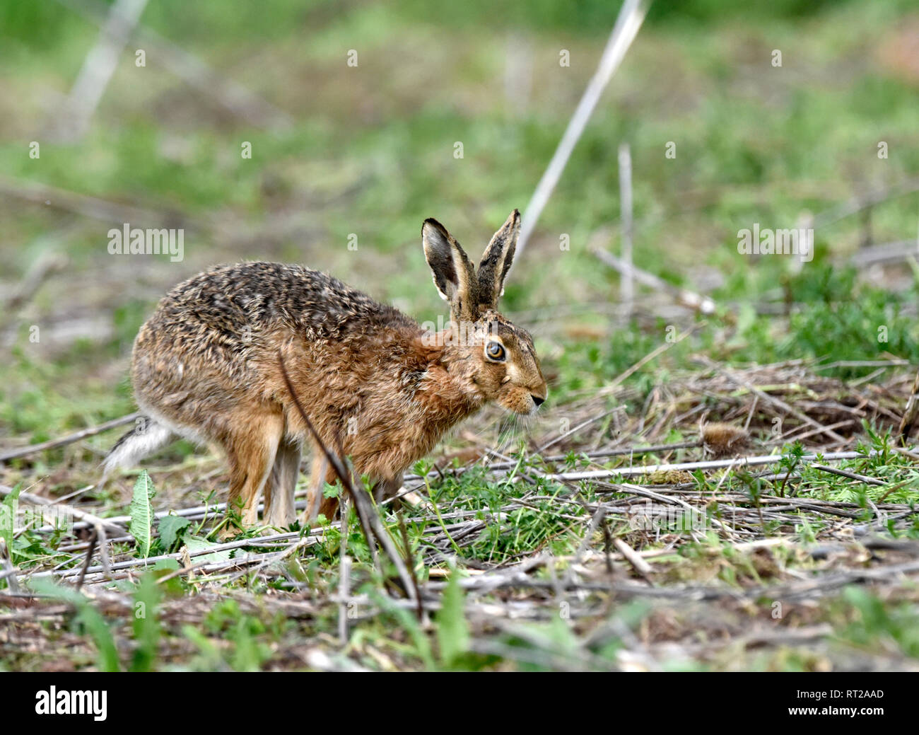 The crooked, field hare, field hare, free living person animals, hare ...