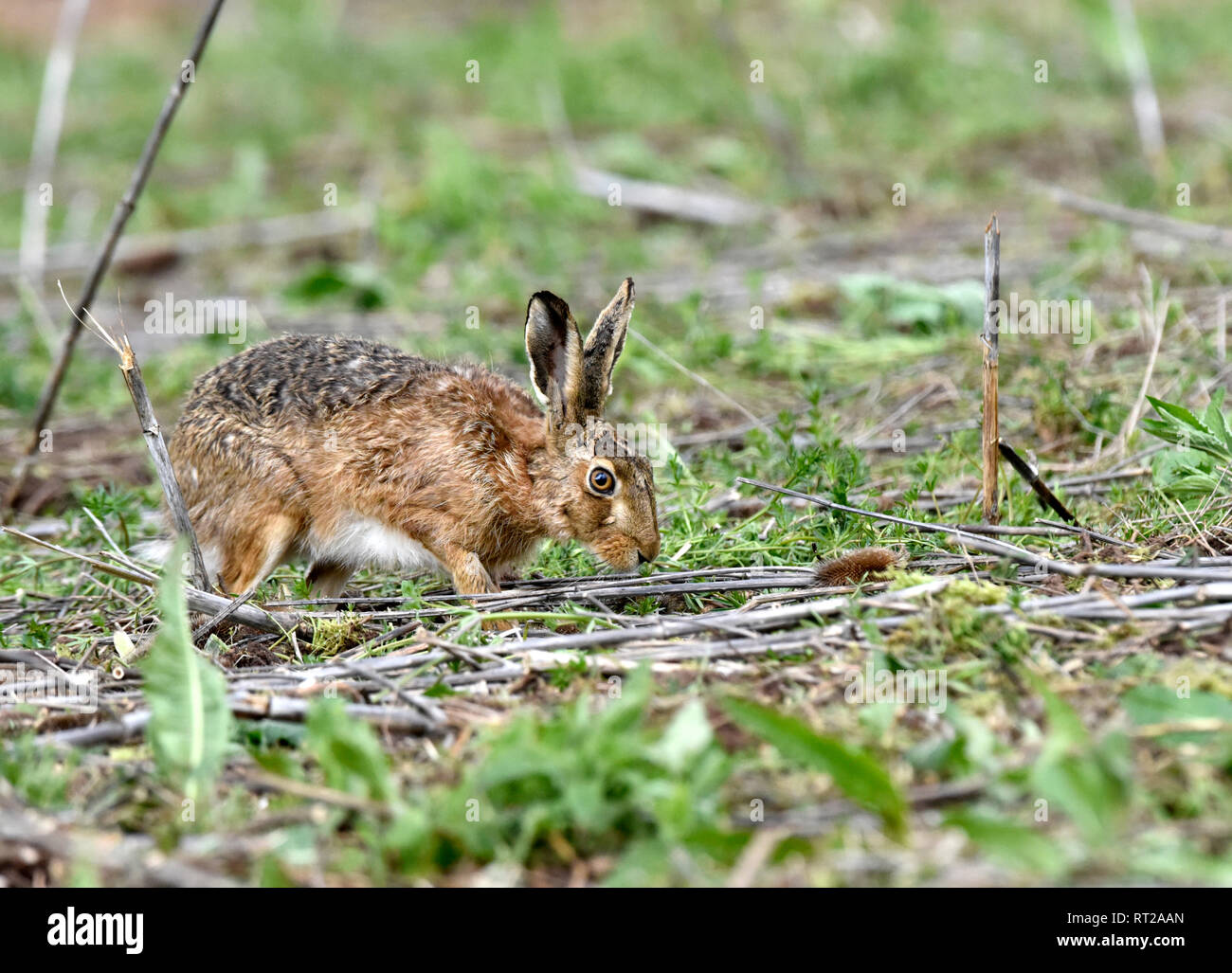 The crooked, field hare, field hare, free living person animals, hare ...