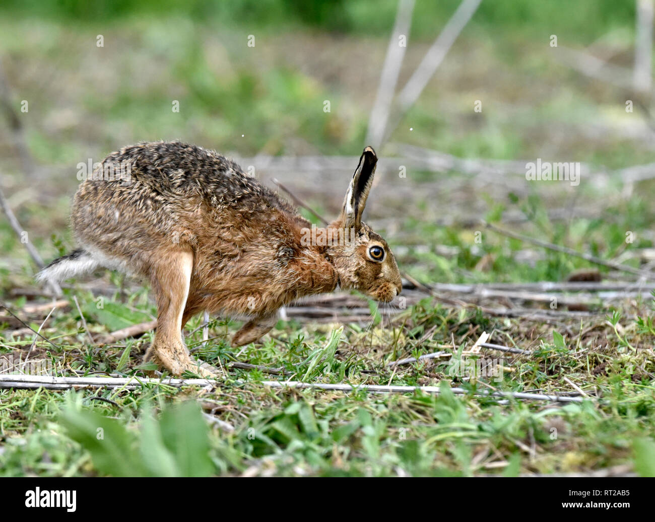 The crooked, field hare, field hare, free living person animals, hare ...