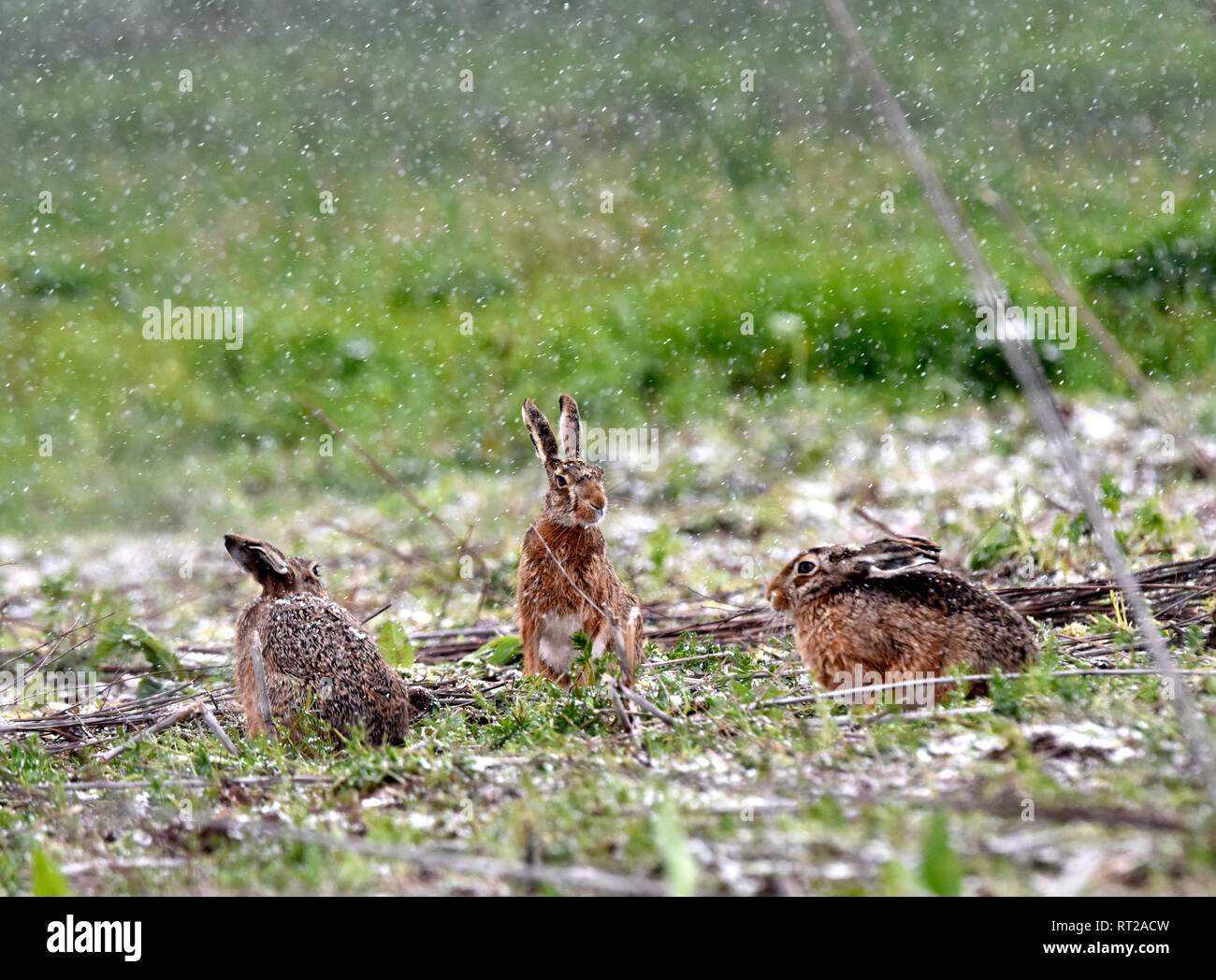 The crooked, field hare, field hare, free living person animals, hare ...