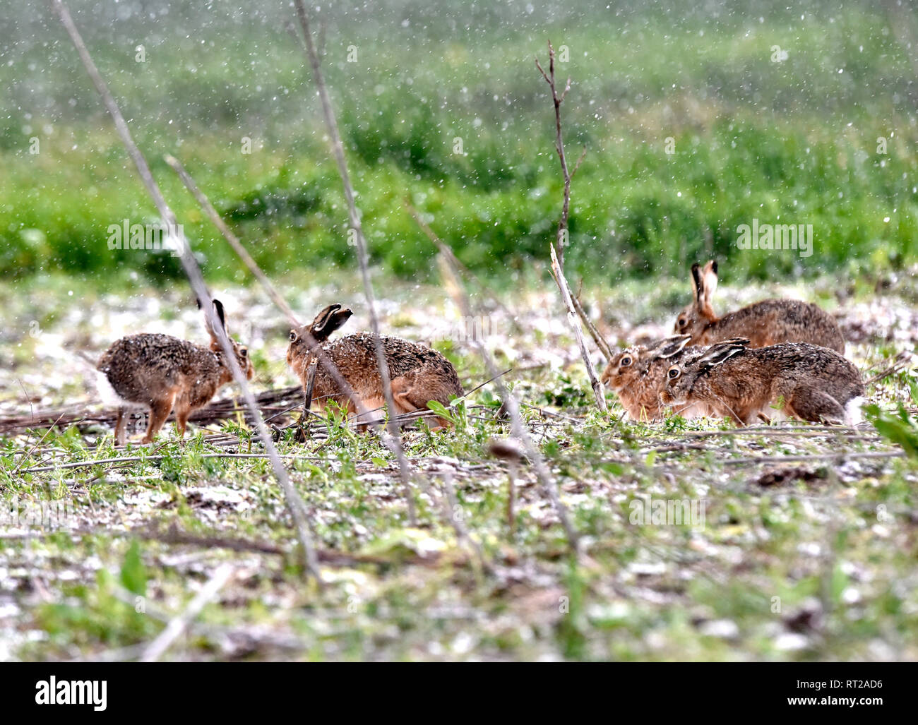 The crooked, field hare, field hare, free living person animals, hare ...
